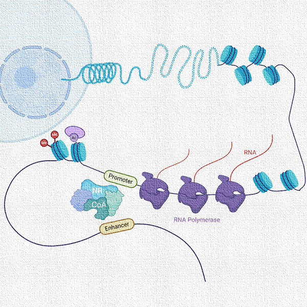 Defining Transcriptional & Epigenetic Regulation | Roswell Park Comprehensive Cancer Center ...