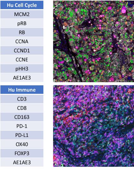 Advanced Tissue Imaging Shared Resource (ATISR) | Roswell Park ...