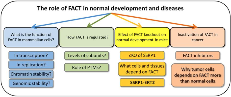 Gurova Lab Research: Histone Chaperone FACT | Roswell Park ...