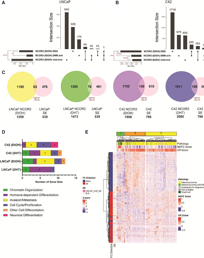 Long Lab Publications | Roswell Park Comprehensive Cancer Center ...