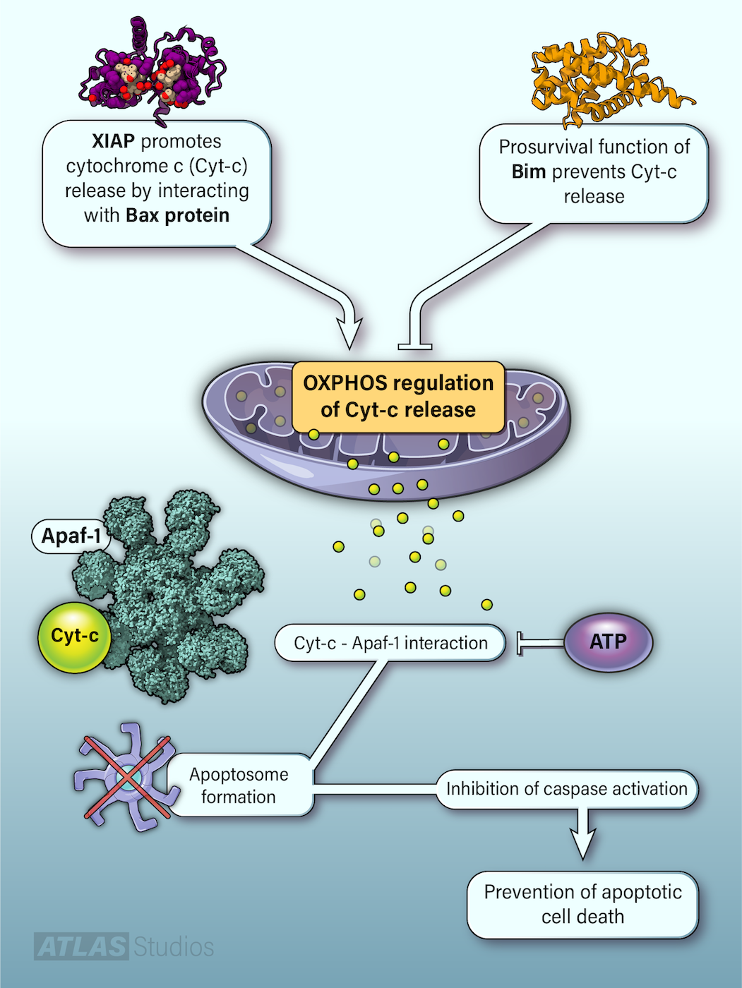 Chandra Lab Research: Apoptosome Dynamics & Function in Cancer ...