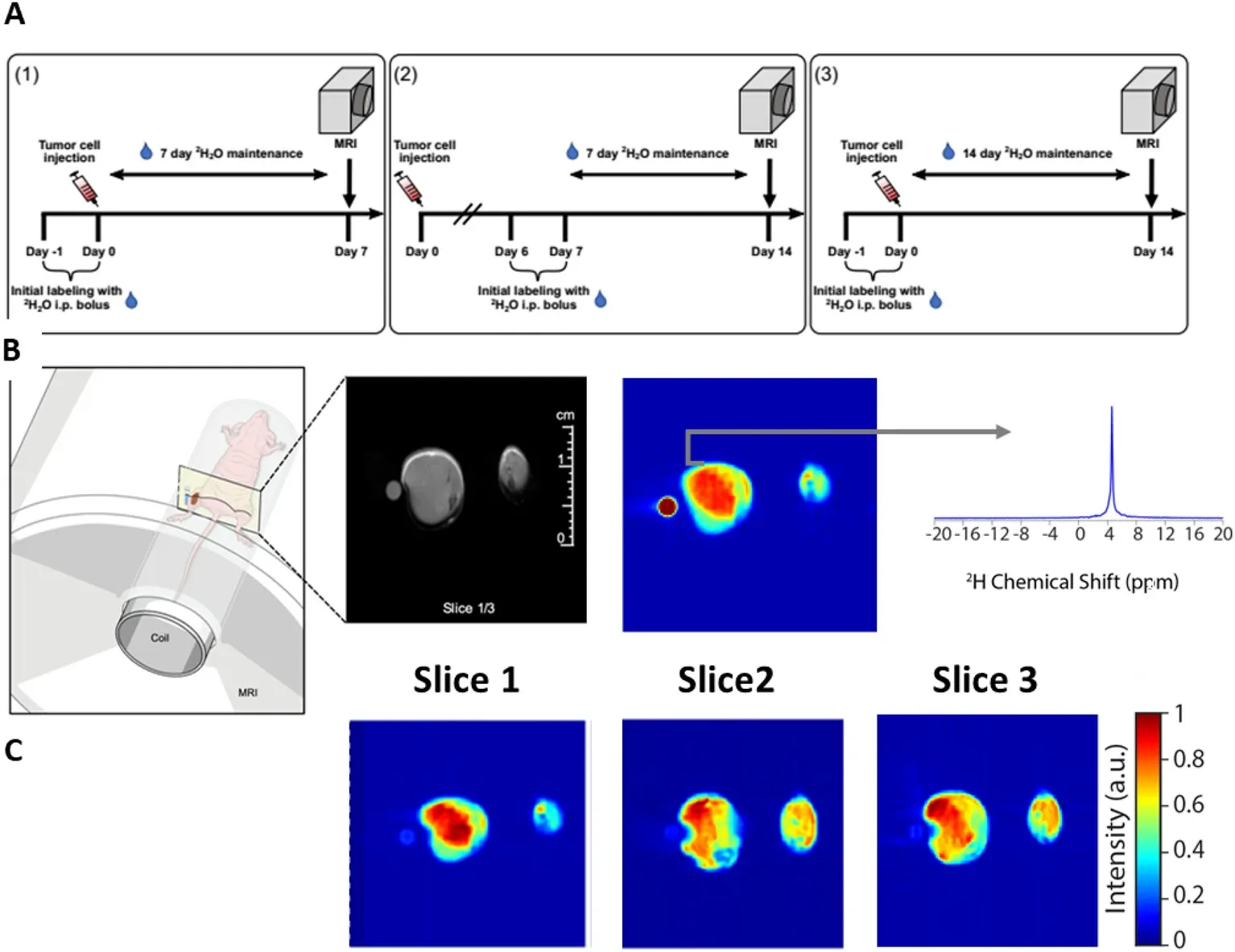 Buxbaum Lab Research: Deuterium MRI | Roswell Park Comprehensive Cancer ...