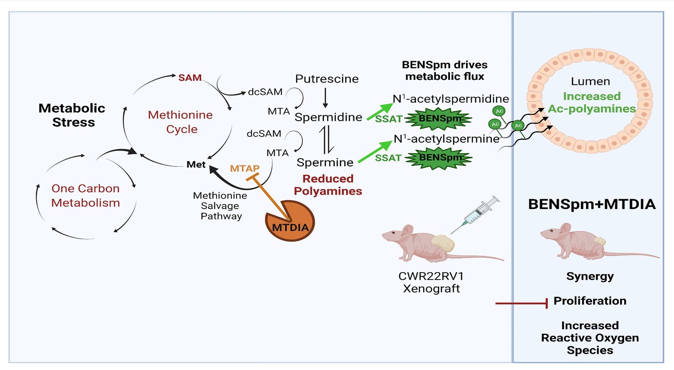 Smiraglia Lab Research: Polyamine Metabolism | Roswell Park ...