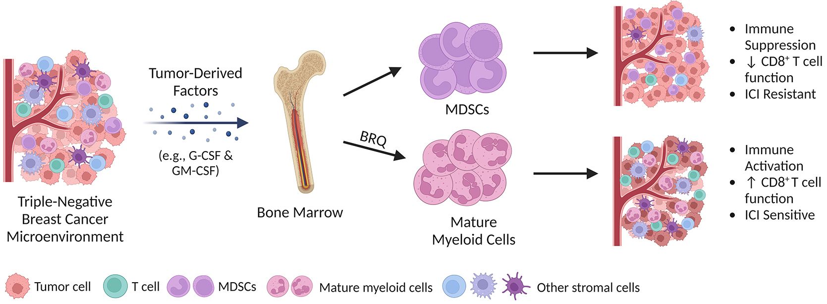 Nemeth Lab Research Focus: TNBC | Roswell Park Comprehensive Cancer ...