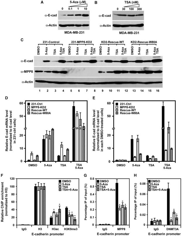 Investigación de Fang Lab: Metilación de H3K9 | Centro Oncológico ...
