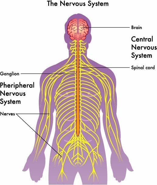 Kemoterapi induceret Perifer Neuropati Anne Marie Kemoterapi induceret Perifer Neuropati Anne Marie