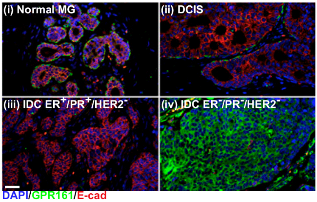 Feigin Lab | Roswell Park Comprehensive Cancer Center - Buffalo, NY