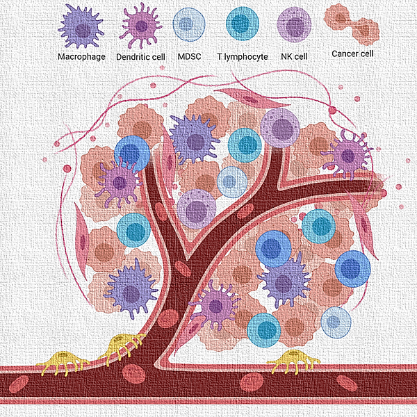 Decoding Tumor Microenvironment & Immune Response | Roswell Park ...