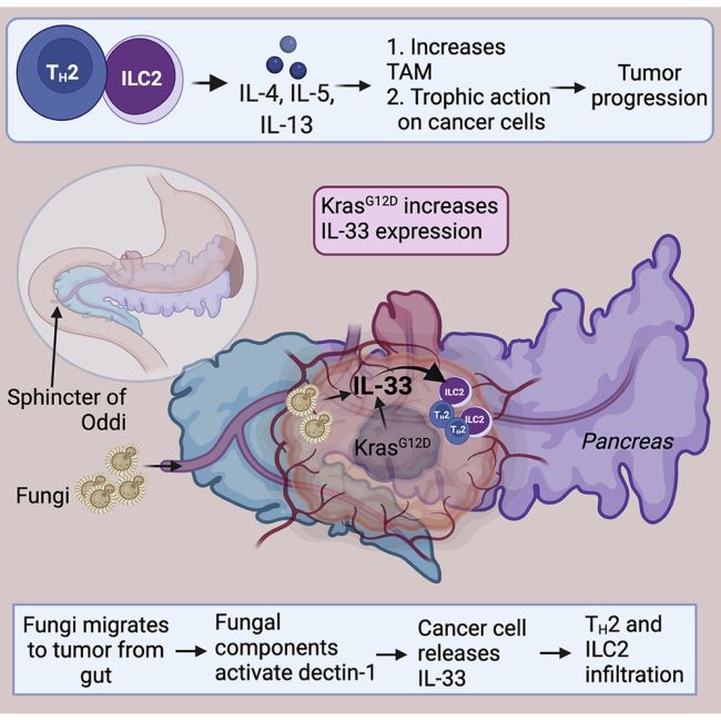 Fungal Microbiome Regulation of the Pancreatic Cancer Tumor ...