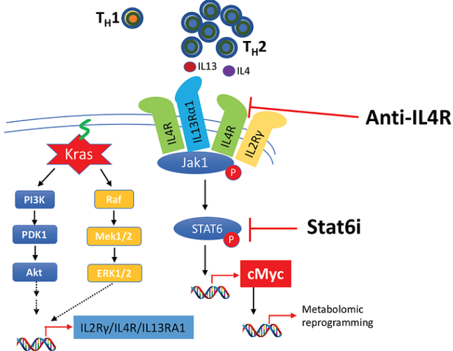 Role of TH2 Cells in Pancreatic Cancer Progression | Roswell Park ...