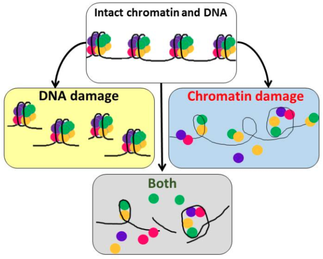 Gurova Lab Research: Chromatin Damage | Roswell Park Comprehensive ...
