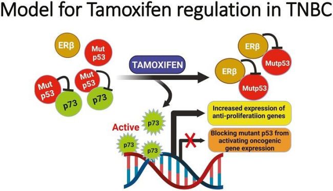 Das Lab Research: Triple Negative Breast Cancer | Roswell Park ...
