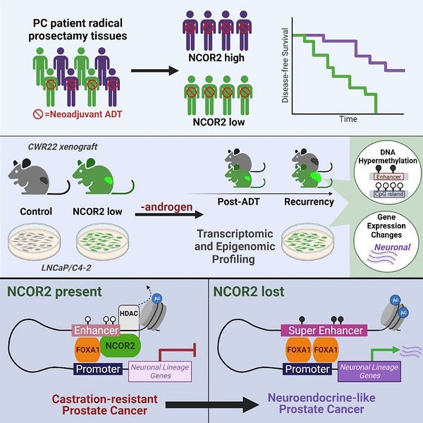 Smiraglia Lab Research: NCOR2 | Roswell Park Comprehensive Cancer ...