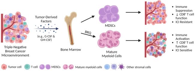 Nemeth Lab Research Focus: TNBC | Roswell Park Comprehensive Cancer ...