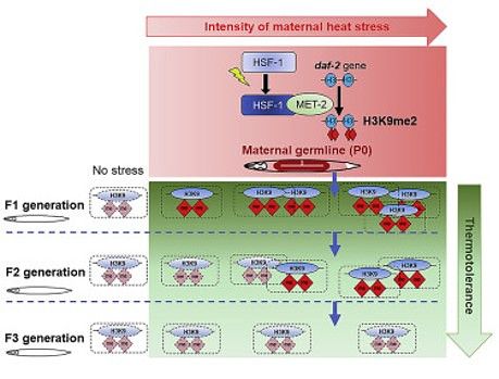 Prahlad Lab Research: HSF1 Regulation | Roswell Park Comprehensive ...