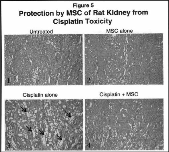 Selenium Prevention of Alopecia, Bladder and Kidney Toxicity Induced by ...