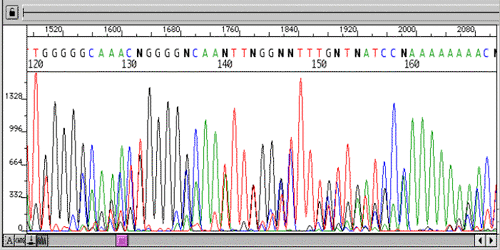 Sanger sequencing chromatogram viewer - drolunch